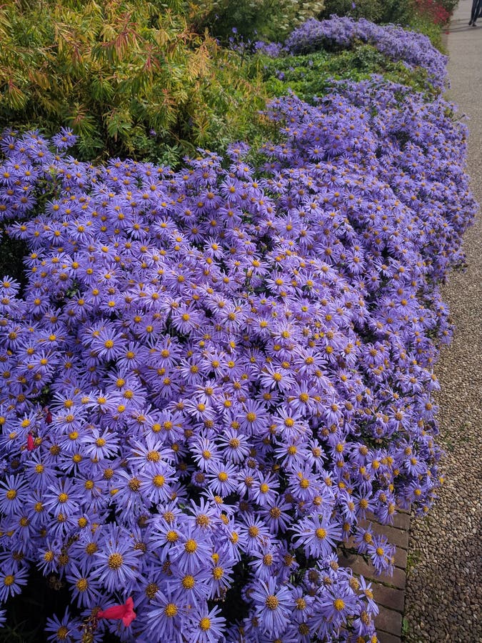 Asters stock image. Image of bloom, leaves, bright, fragrant - 103243163