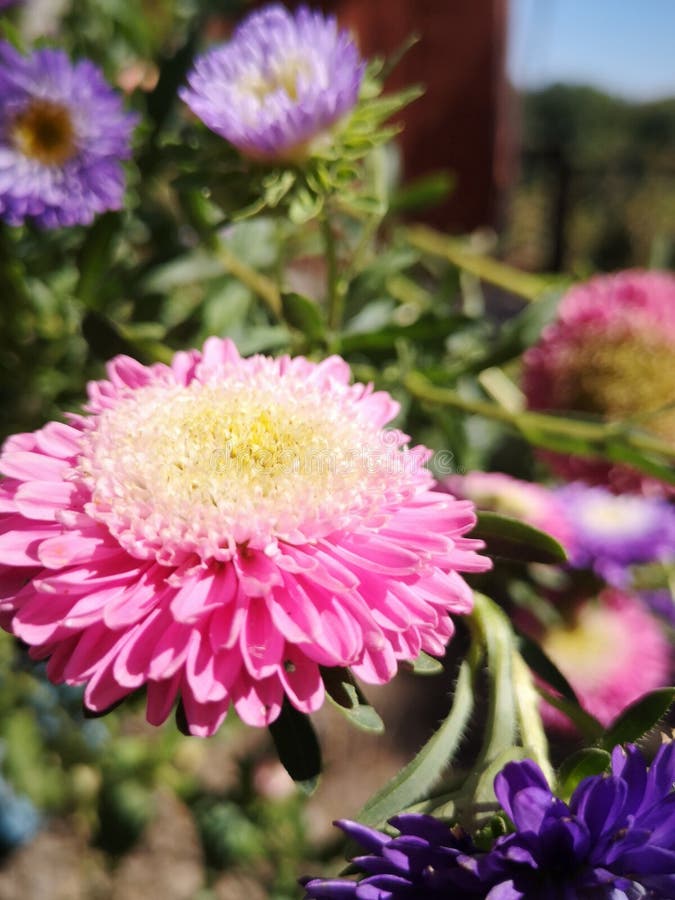 Asters are Multi-colored and Very Beautiful and Fluffy Stock Image ...