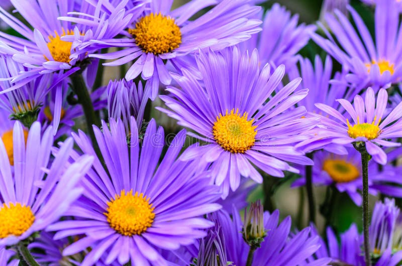 Asters with Thin Violet Petals Stock Photo - Image of colors ...