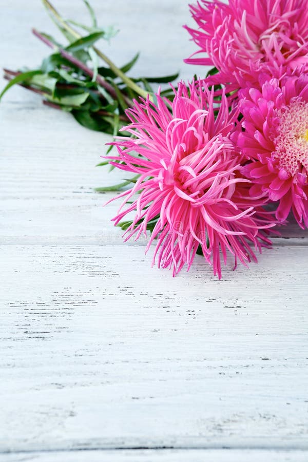 Asters border. stock image. Image of background, colorful - 20655589
