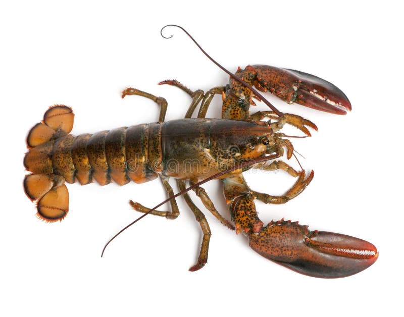Astice Americano, Homarus Americanus Fotografia Stock - Immagine di ...
