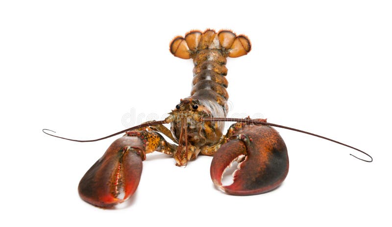 Astice Americano, Homarus Americanus, Immagine Stock - Immagine di ...