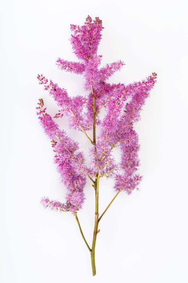 Astilbe cut flower stock photo. Image of flower, nature - 89057606