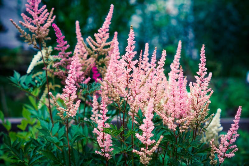 Astilbe Flowers Growing in the Garden Stock Photo - Image of garden ...
