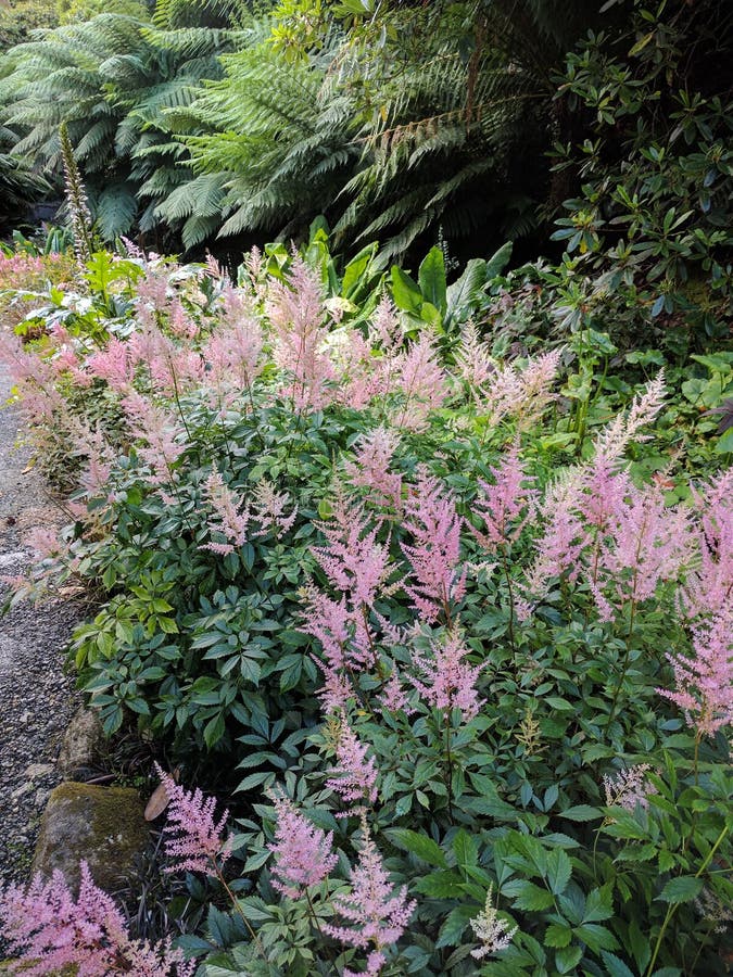 Astilbe stock photo. Image of astilbe, garden, field - 103242318