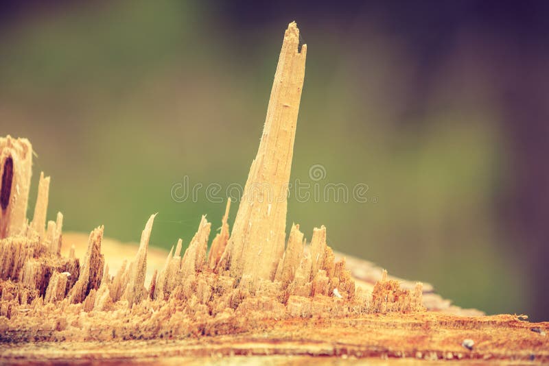 Detalles De La Astilla Del árbol Imagen de archivo - Imagen de macro ...