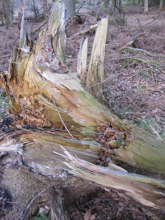 1,842 Astillado Fotos - Libres de Derechos y Gratuitas de Dreamstime