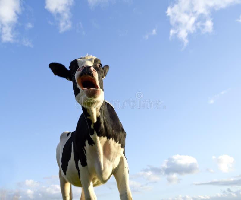 Talking Cow stock image. Image of expressive, standing - 7471503