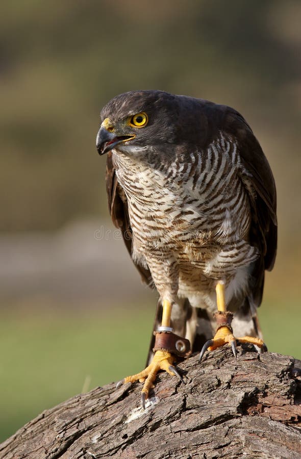 Uccello Africano Del Rapace Dell'astore Fotografia Stock - Immagine di ...