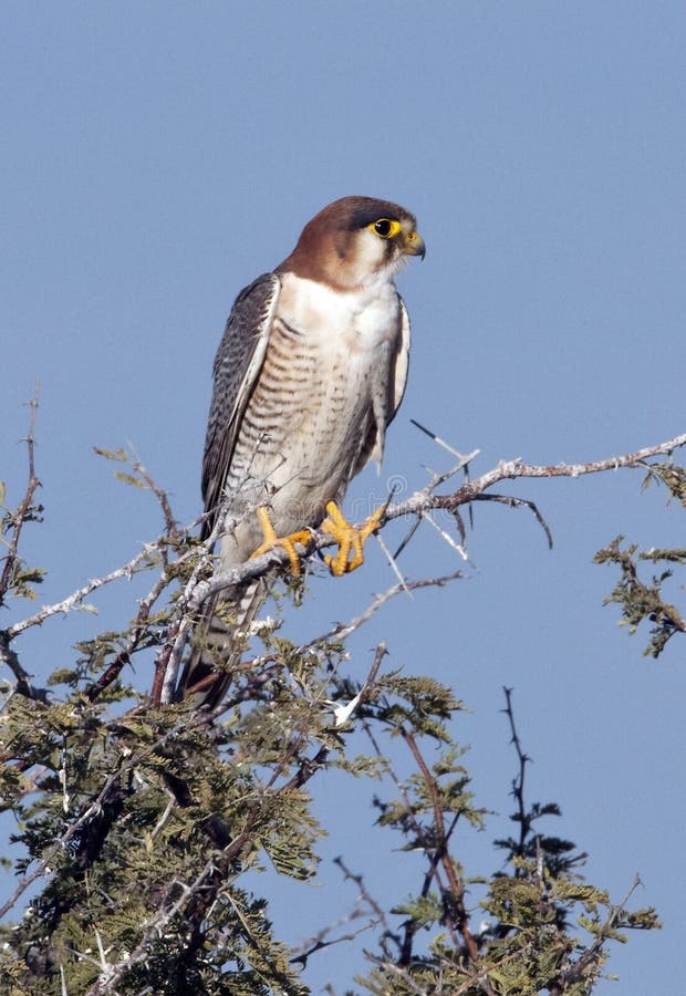 Uccello Africano Del Rapace Dell'astore Fotografia Stock - Immagine di ...
