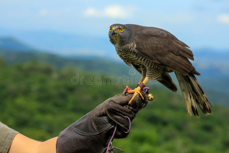 Uccello Africano Del Rapace Dell'astore Fotografia Stock - Immagine di ...