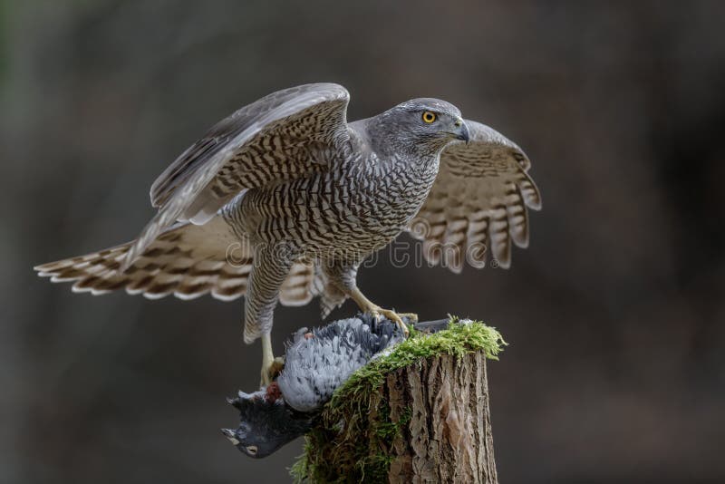 Astore Impressionante Con La Preda Immagine Stock - Immagine di ...