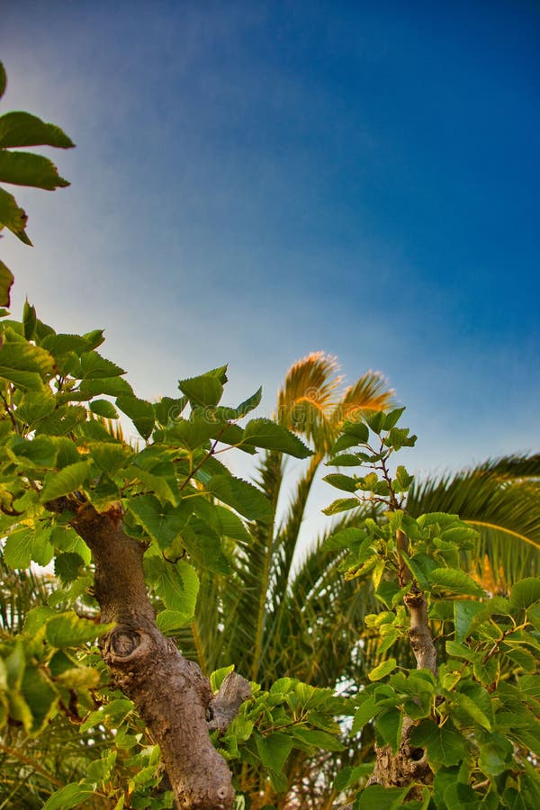 Astounding Treeline and Sky Stock Image - Image of trees, seasonal ...