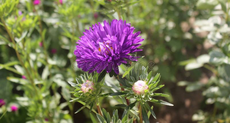 Astra in the garden stock photo. Image of alive, happiness - 36936312