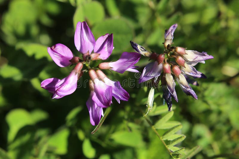 Astragalus Alpinus, the Alpine Milkvetch in Bloom Stock Photo - Image ...
