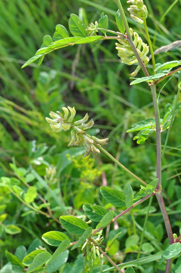 Astragalus Astragalus Glycyphyllos Grows in Nature Stock Image - Image ...