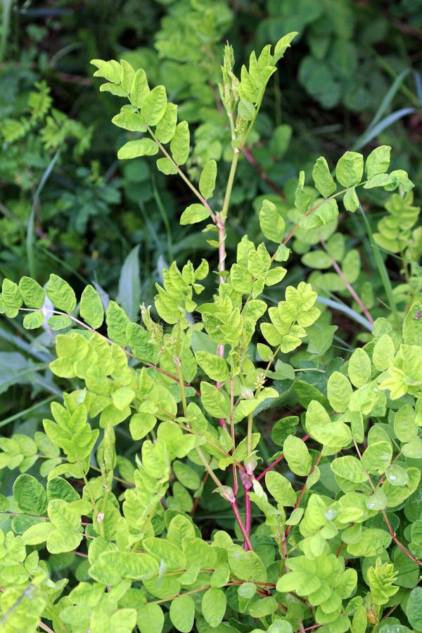 Astragalus (Astragalus Glycyphyllos) Grows in Nature Stock Image ...