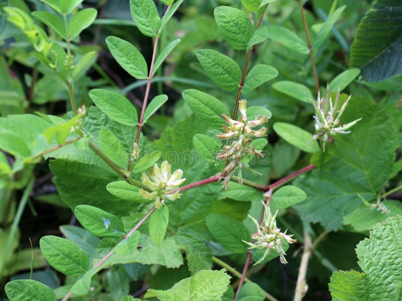 Astragalus (Astragalus Glycyphyllos) Grows in Nature Stock Image ...