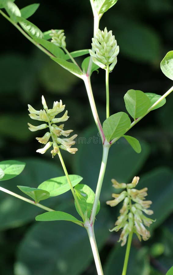 Astragalus (Astragalus Glycyphyllos) Grows in Nature Stock Photo ...