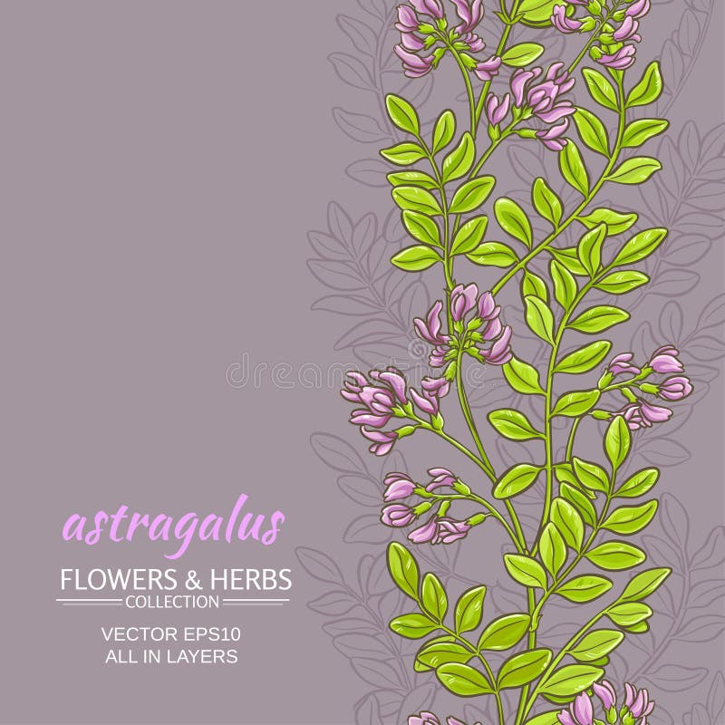 Astragalus Vector Illustration on a White Background. Linear Gerbera ...