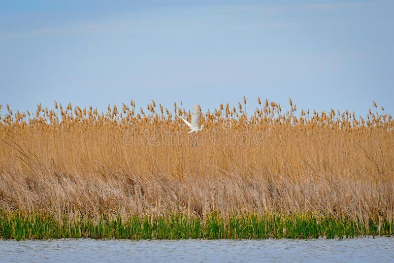 White Heron at the Volga River Delta Nature Reserve Stock Image - Image ...