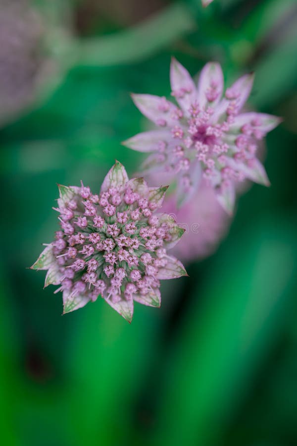 Astrantia Flowers Side by Side in a Green, Blurred Meadow Background ...