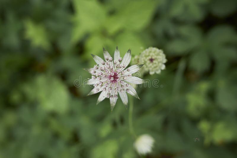 Astrantia major flower stock image. Image of flower - 152047319