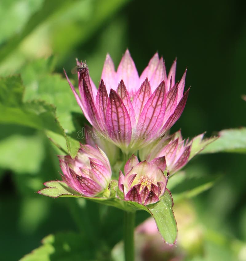 Astrantia Major (great Masterwort) Stock Photo - Image of major ...