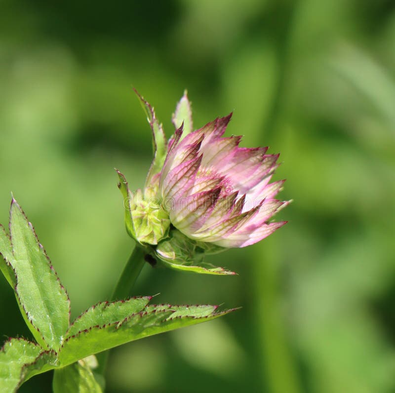Astrantia Major (great Masterwort) Stock Photo - Image of gardening ...