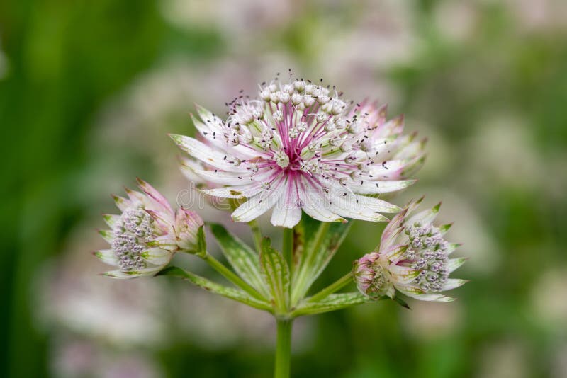 Masterwort - Single Flower, Astrantia Major Stock Photo - Image of ...