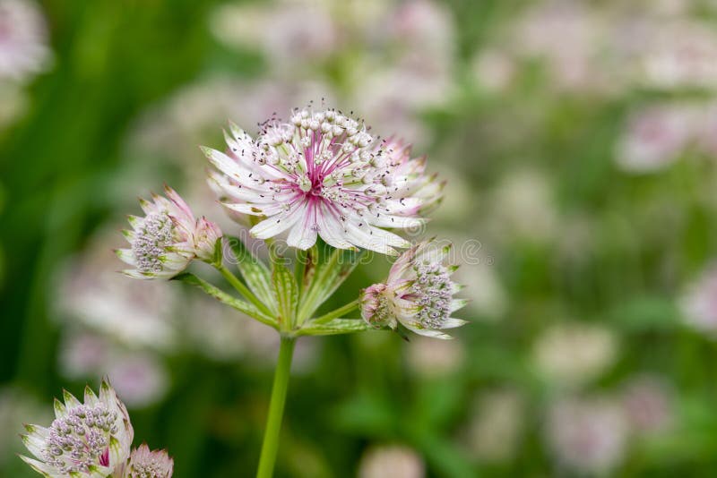 Astrantia Major Great Masterwort Flowers Stock Photo - Image of ...