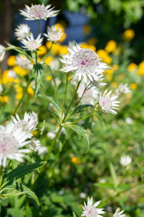 Astrantia Major (Great Masterwort) Flowers Stock Photo - Image of ...