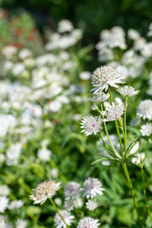 Astrantia Major (Great Masterwort) Flowers Stock Image - Image of ...