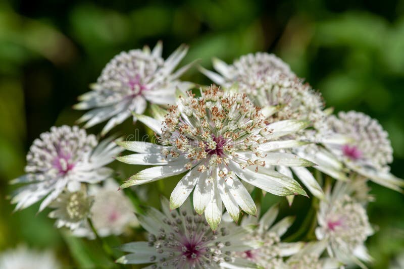 Astrantia Major (Great Masterwort) Flowers Stock Image - Image of ...
