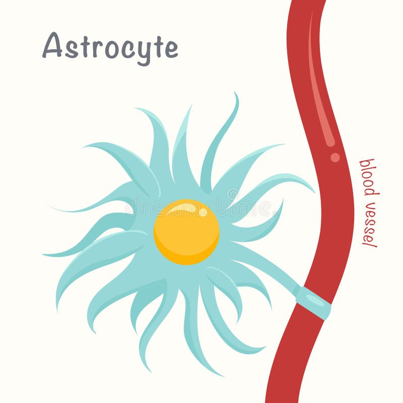 Astrocyte or Astroglia Glial Cell Neurology Vector Illustration Graphic ...