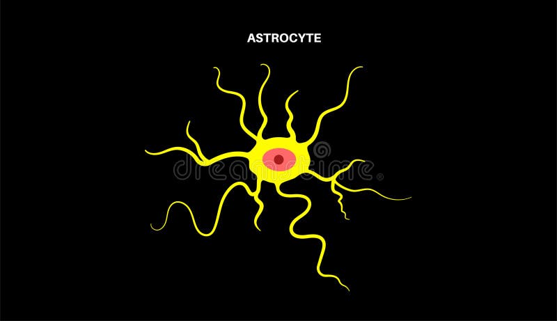 Astrocyte star cells stock illustration. Illustration of pleomorphic ...