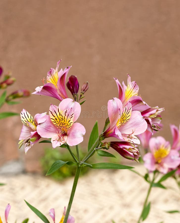 Astromelia foto de stock. Imagem de flor, feriado, fundo - 54791146