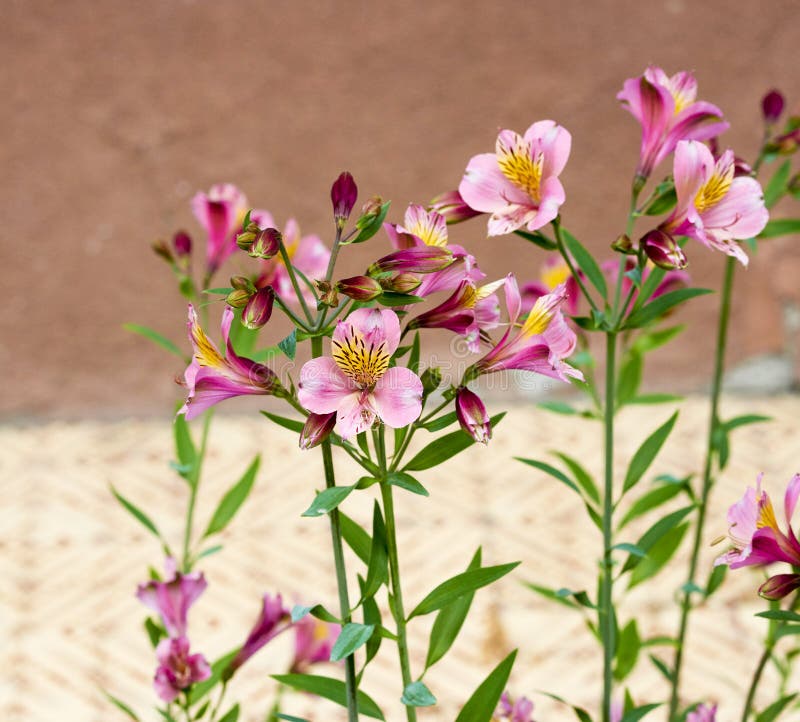 Astromelia stock image. Image of beautiful, leaf, pretty - 54777795