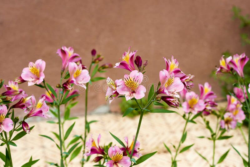 Astromelia stock photo. Image of astromelia, flower, pink - 54791146