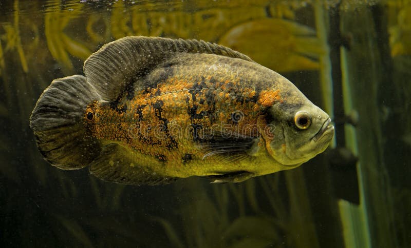 Astronaut Fish in Aquarium Beautiful Orange View Stock Photo - Image of ...