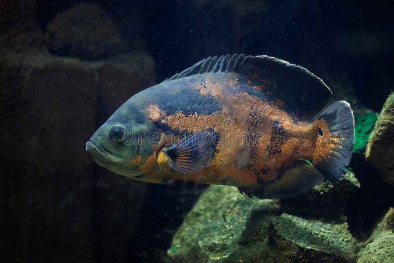 Astronotus Ocellatus Del Pesce Di Oscar Fotografia Stock - Immagine di ...