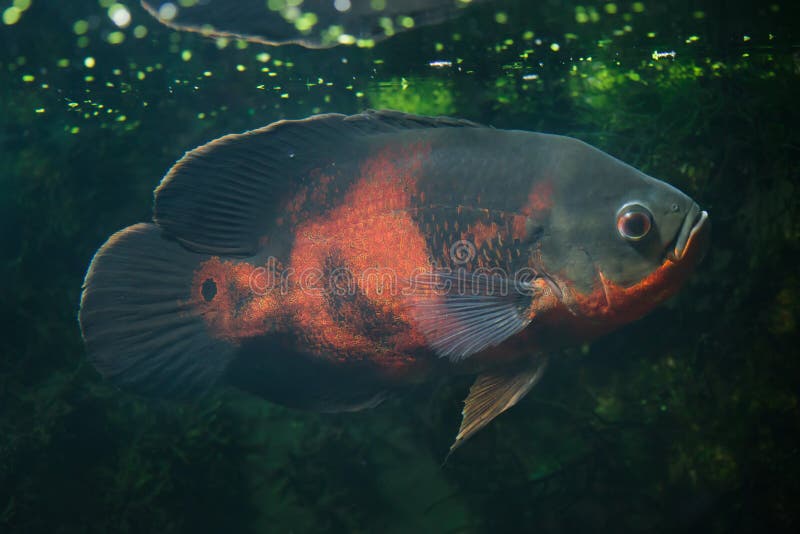 Astronotus Ocellatus Del Pesce Di Oscar Immagine Stock - Immagine di ...