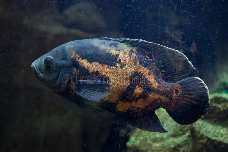 Pesce Di Oscar & X28; Ocellatus& X29 Di Astronotus; Fotografia Stock ...