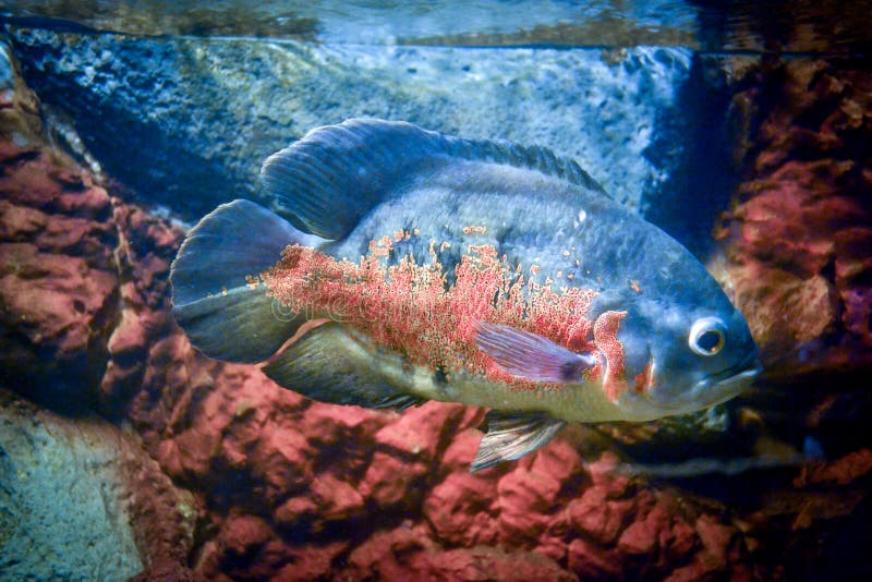 Astronotus Ocellatus Fish Swimming Underwater Stock Image - Image of ...