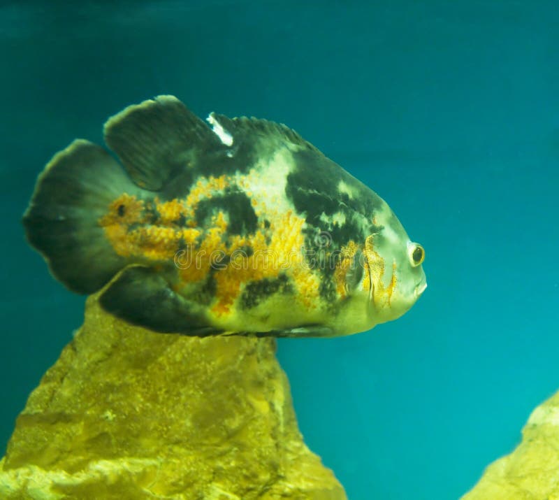 Astronotus ocellatus stock image. Image of aquarium, ocellatus - 31989149