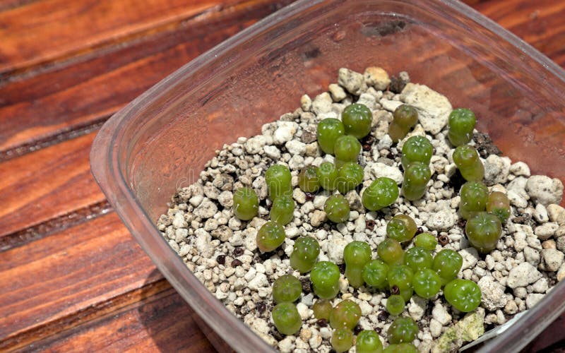 Astrophytum Cactus Seedlings Stock Image - Image of cultivation, white ...