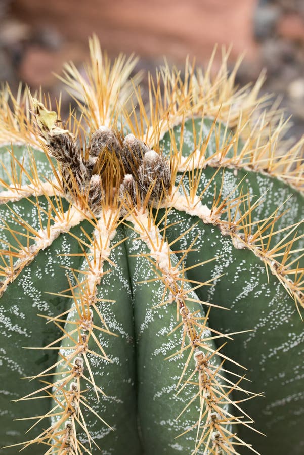 Astrophytum ornatum stock photo. Image of origin, cacti - 73976126