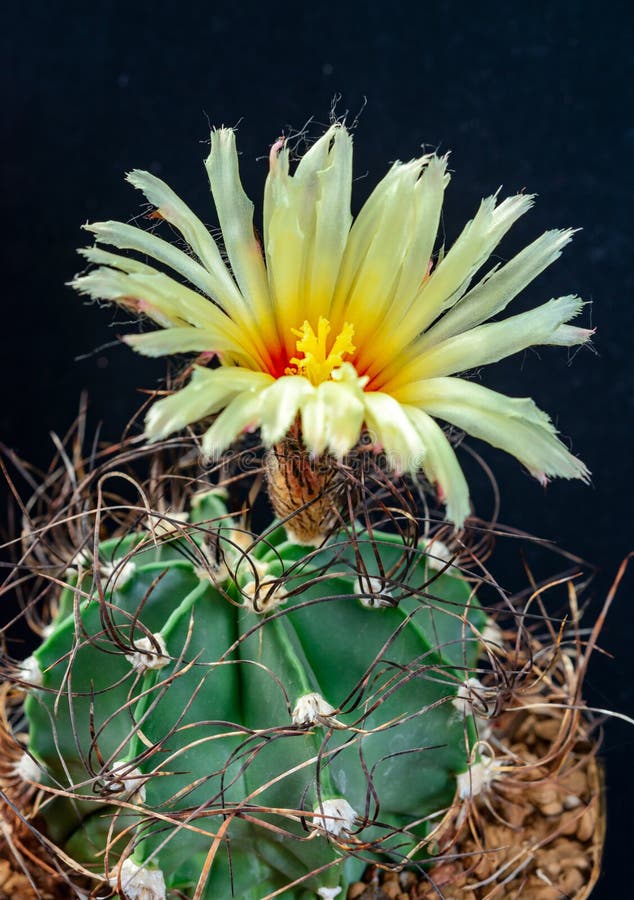 Botanical Collection Featuring Golden Leaves of Multiple Species ...