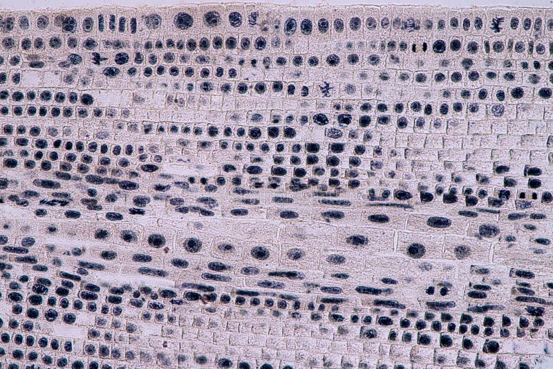 Cellules D'une Racine Sous Le Microscope Image stock - Image du ...