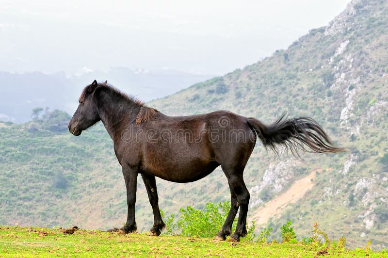 Asturcon Horse Stock Photos - Free & Royalty-Free Stock Photos from ...